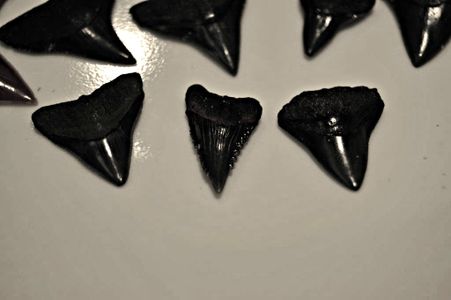 How to Find Shark Teeth : 10 Steps (with Pictures) - Instructables