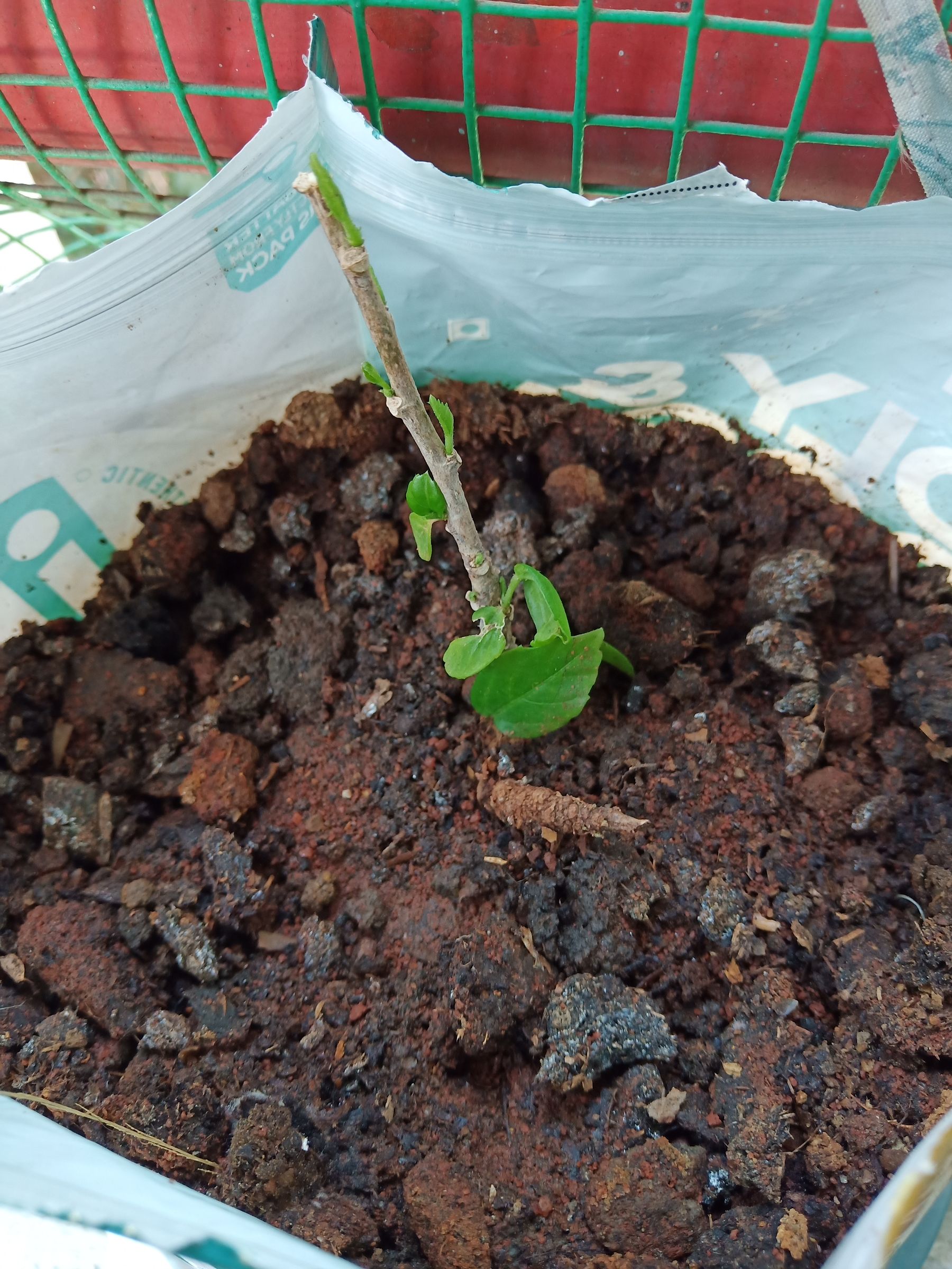 Steps to Grow Plants From Stem Cuttings : 7 Steps (with Pictures ...