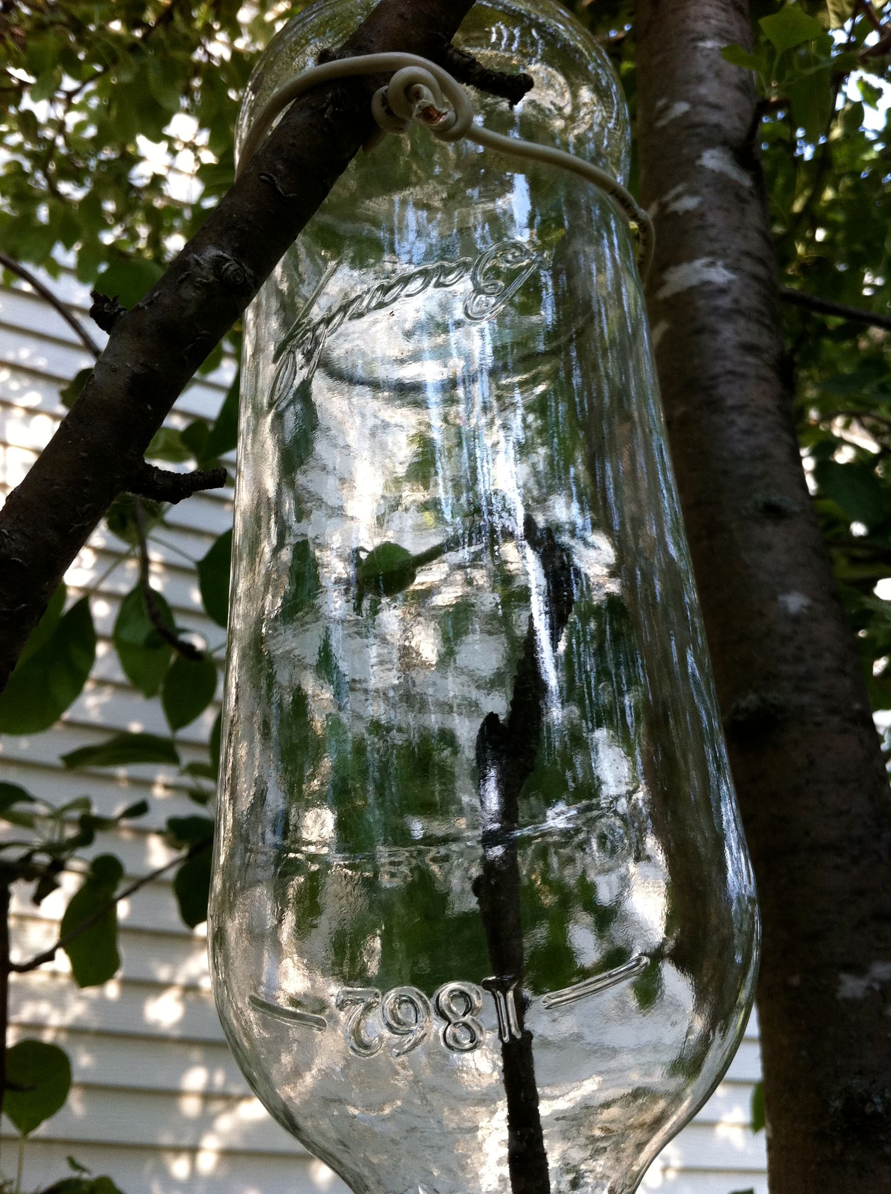 How to Grow an Apple in a Bottle : 15 Steps (with Pictures) - Instructables