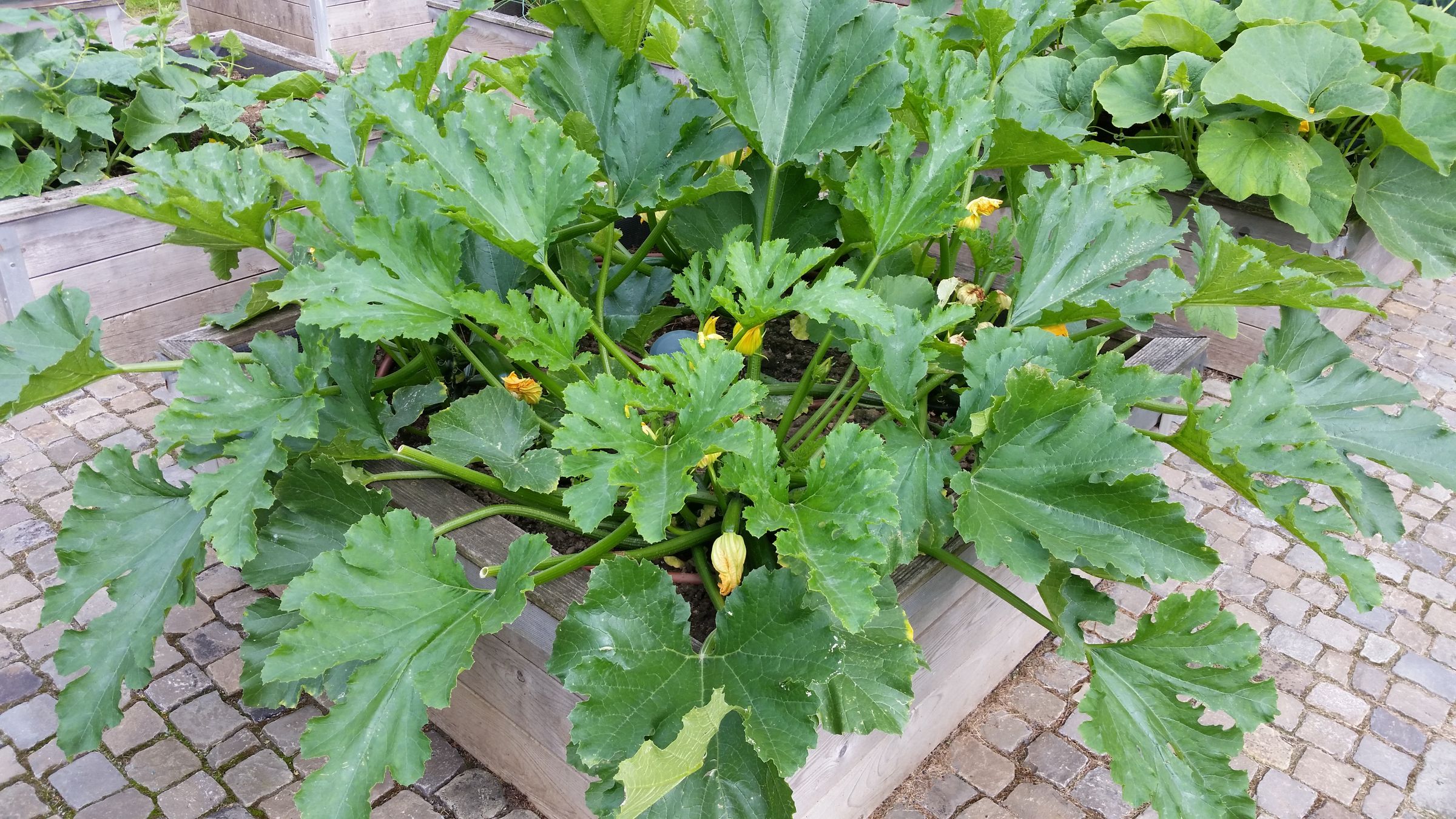 1 Square Foot Vegetables