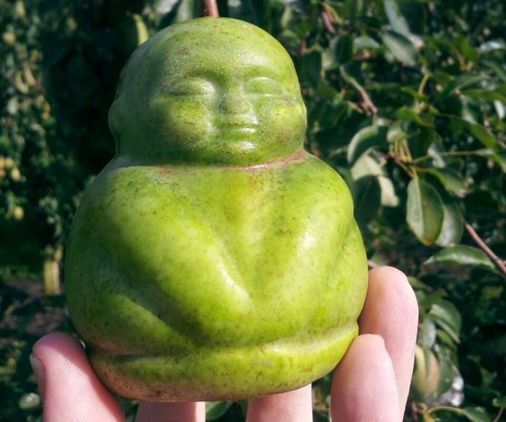 How to Make Buddha Shape Pears : 3 Steps - Instructables