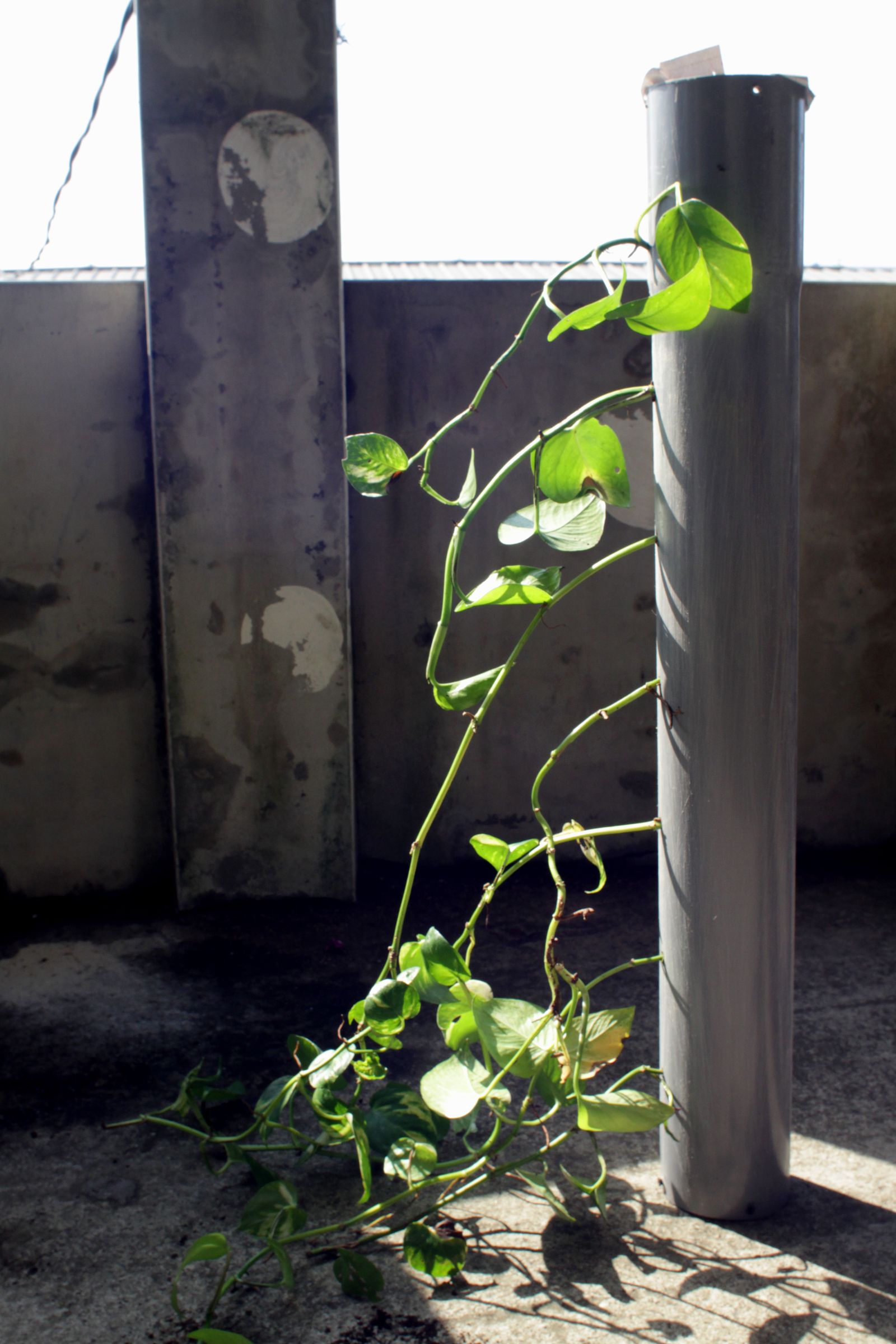 Living Vine Curtains : 9 Steps (with Pictures) - Instructables