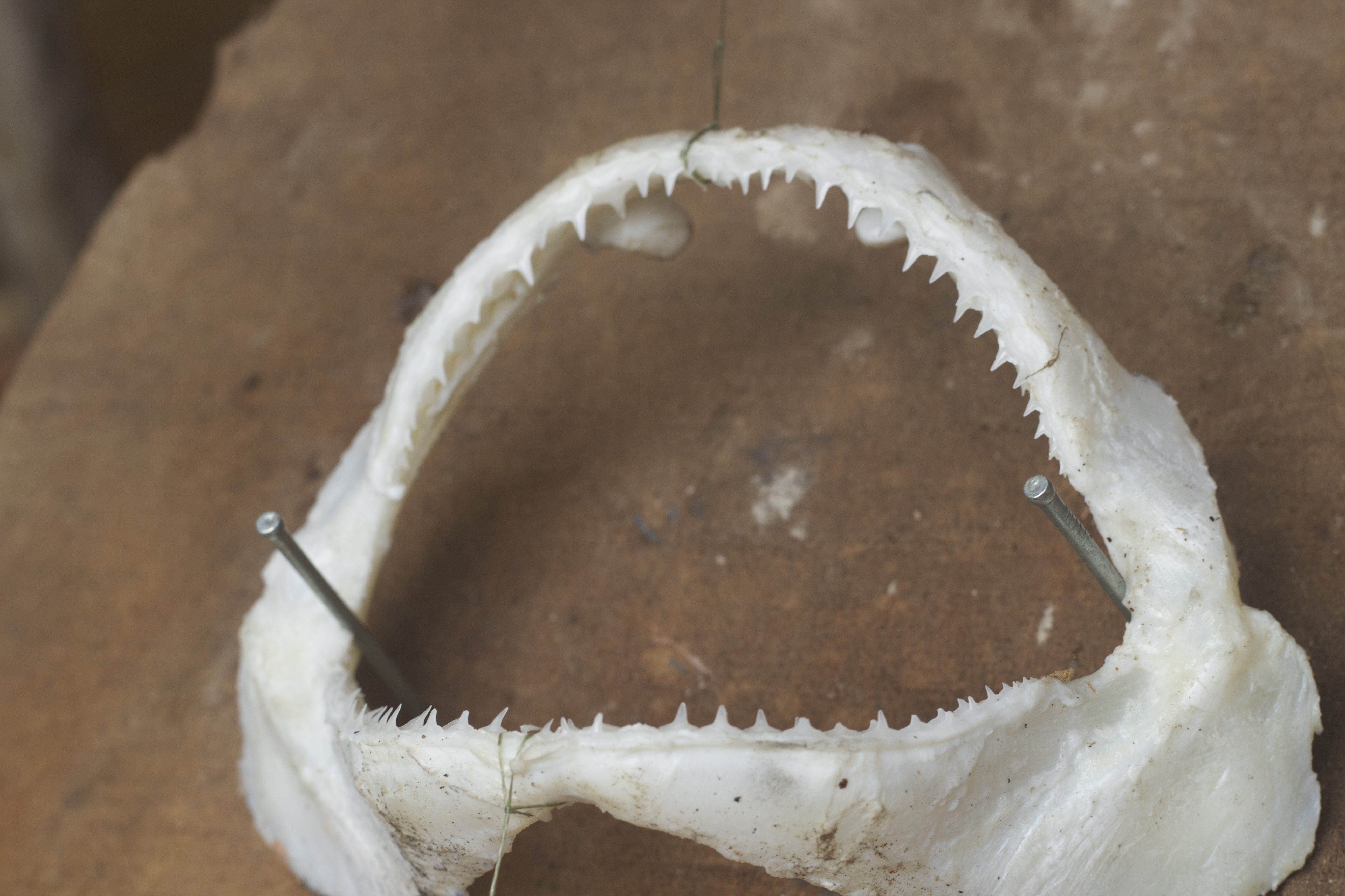 Preserving Shark Jaws and Skin From Start to Finish : 9 Steps (with ...