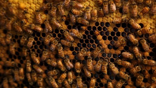 How to Build an Observation Bee Hive : 20 Steps (with Pictures ...