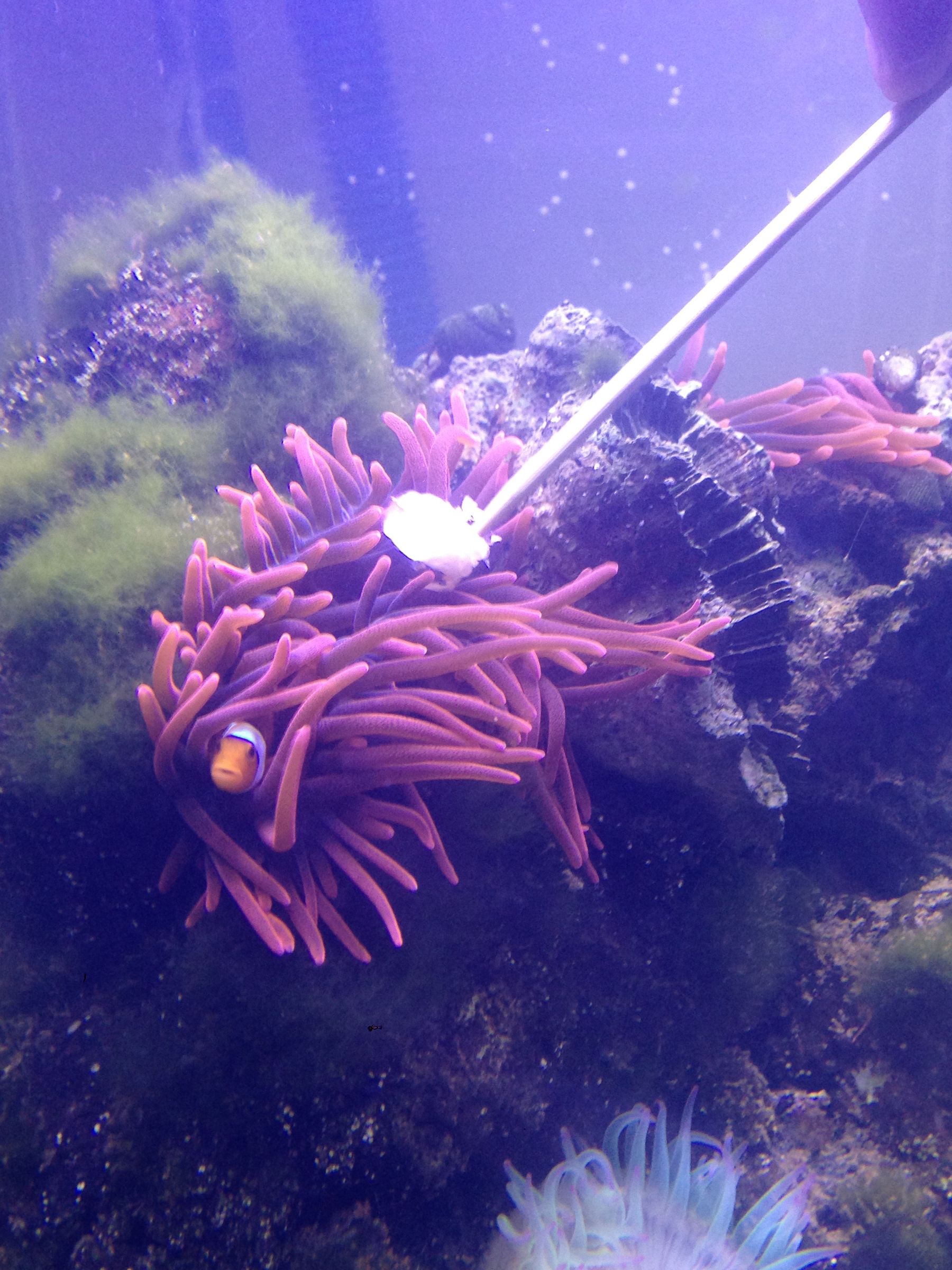 Bubble Tip Anemone Care : 10 Steps (with Pictures) - Instructables