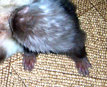 The Easy Way to Cut Your Ferret's Toenails : 14 Steps (with Pictures ...
