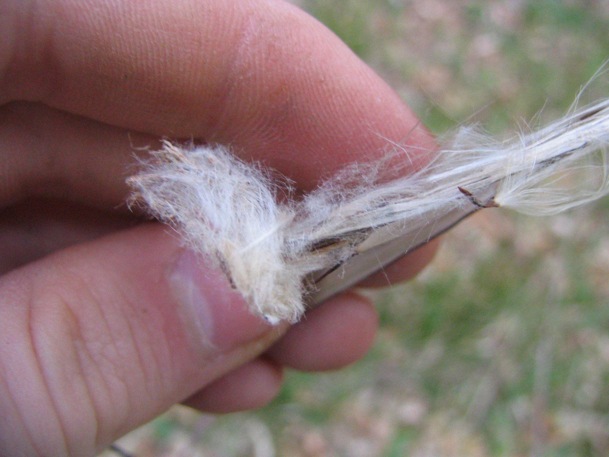 Make Rope Out of Dead Plants -- With No Tools : 7 Steps (with Pictures ...