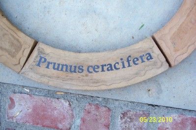 How to Make Concrete Tree Rings : 12 Steps (with Pictures) - Instructables