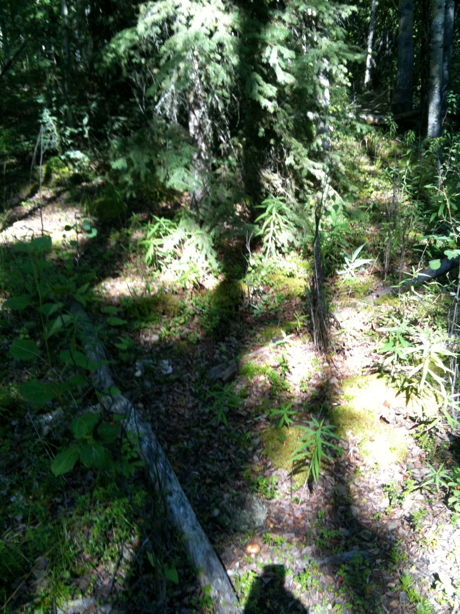 Harvesting Spruce Root : 7 Steps (with Pictures) - Instructables