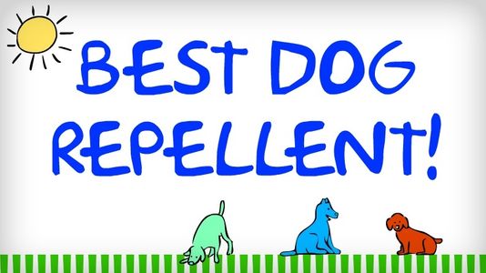 How to Keep Dogs Out of Your Yard (Or Anywhere Else) - Instructables