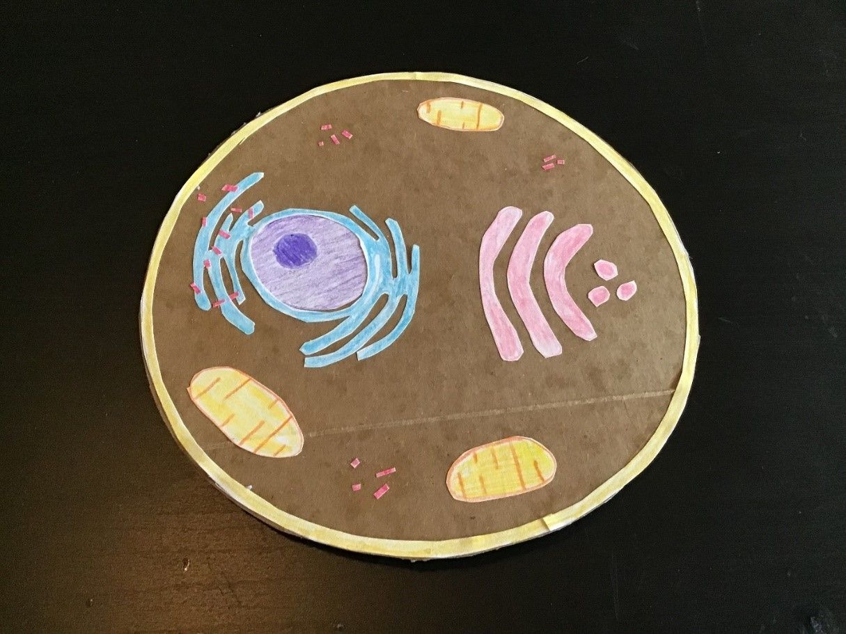 Build a Model of a Human Cell : 8 Steps (with Pictures) - Instructables