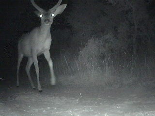 Arduino Wildlife Night Camera : 4 Steps - Instructables