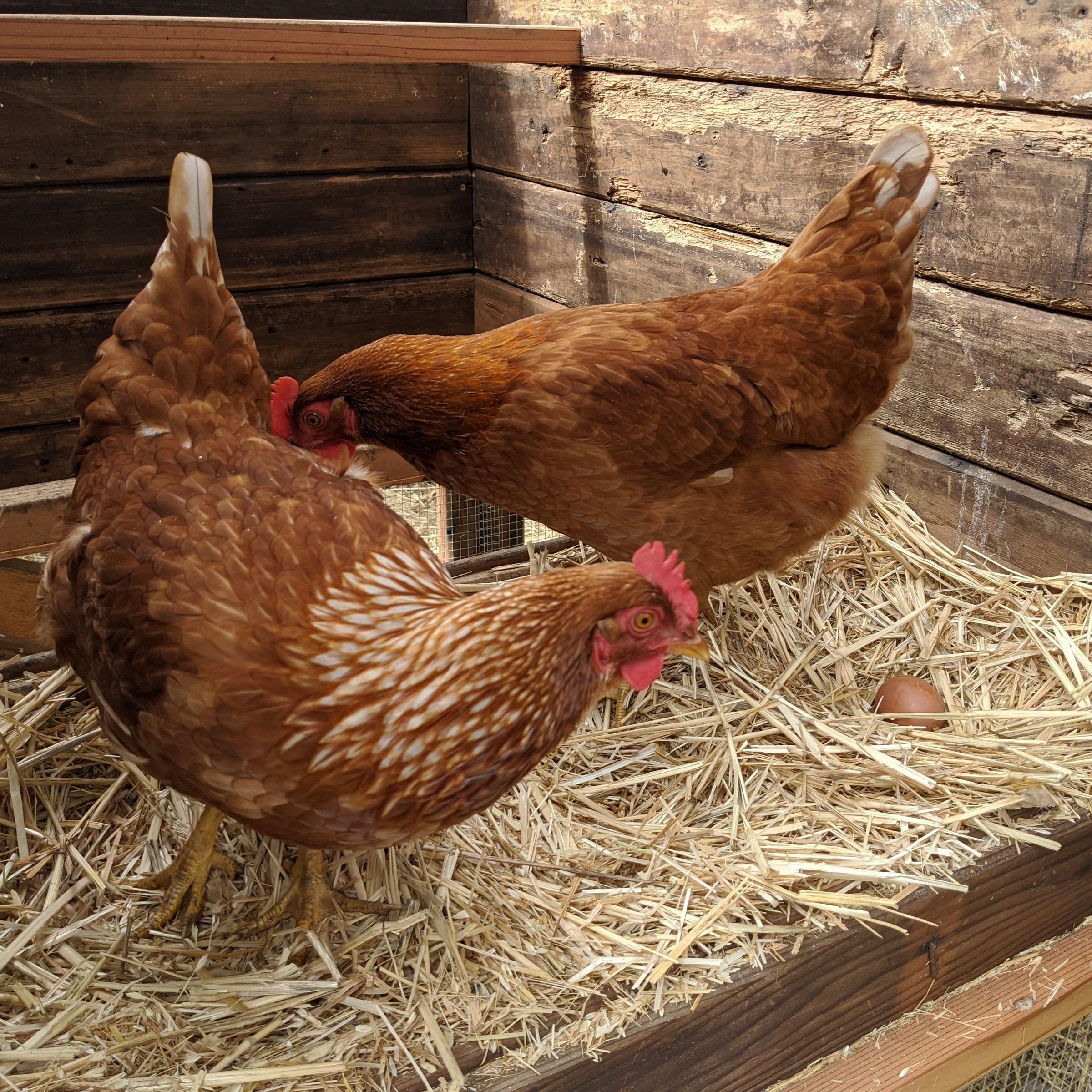 Hen Saloon : 16 Steps (with Pictures) - Instructables