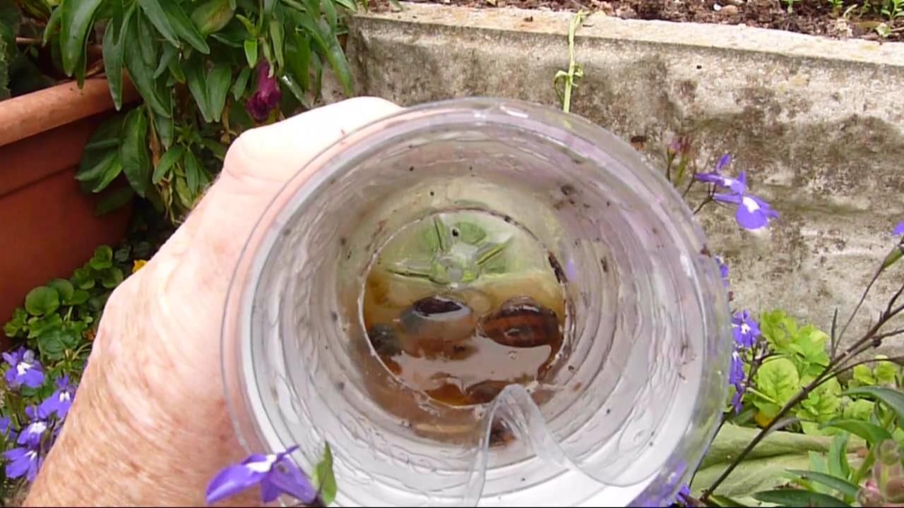 Effective Slug and Snail Trap : 5 Steps (with Pictures) - Instructables