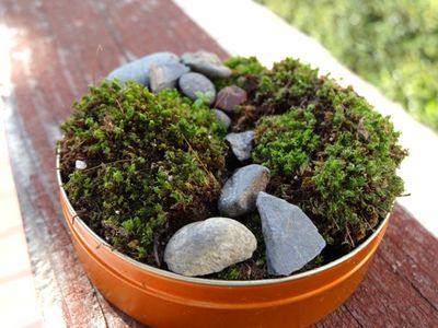 Mini Moss Garden From Backyard Materials : 4 Steps (with Pictures ...