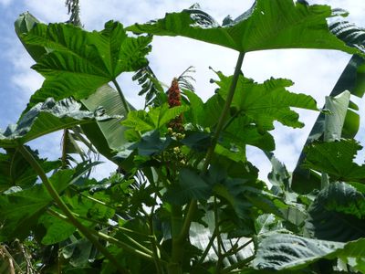 Castor Oil: Part 1- How to Grow and Harvest Beans From Castor Oil Plant ...