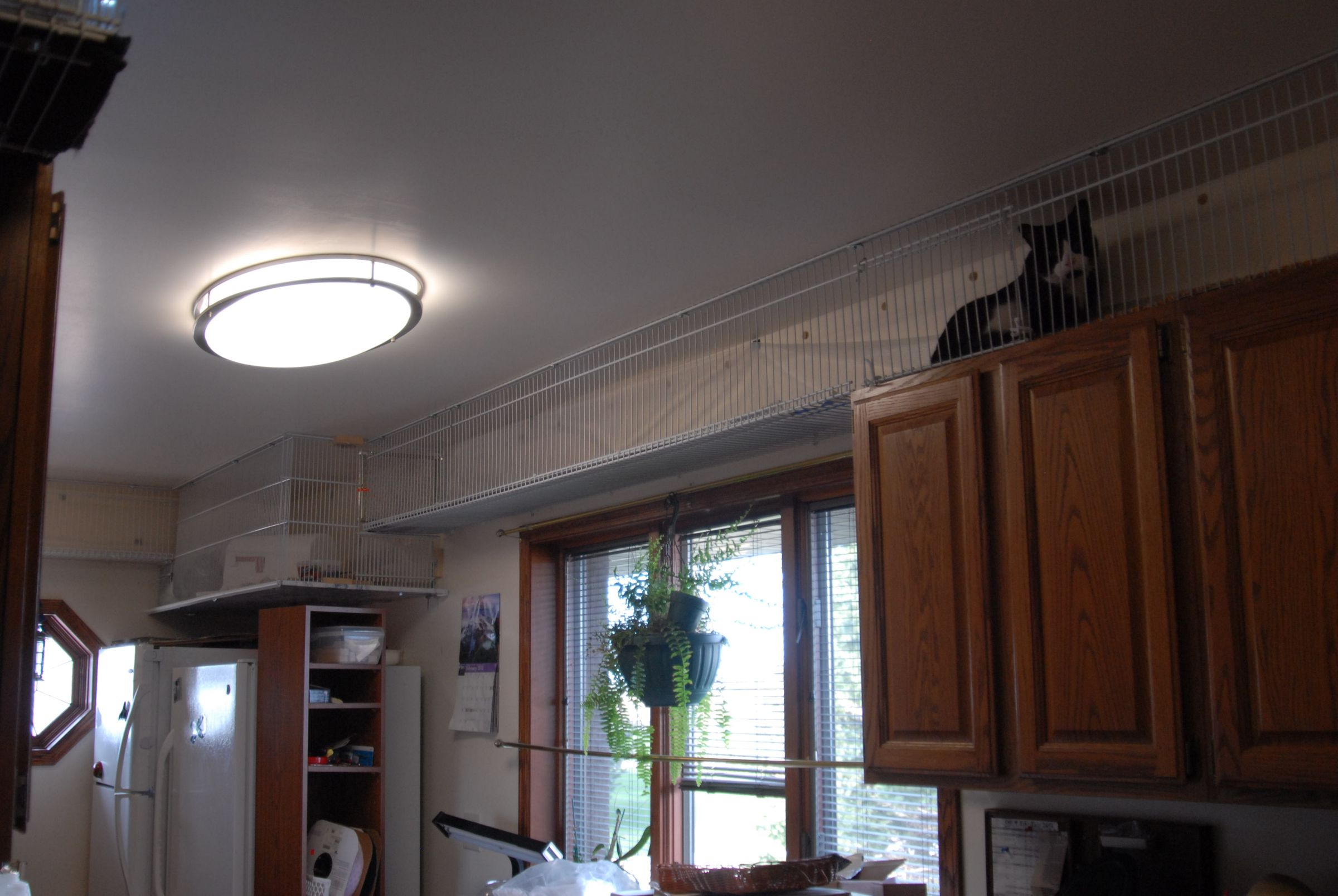 Cat Enclosure - Tunnel, Save Space ('CatWalk Is My Road' - AKahn ...