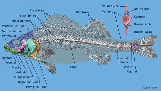 Skinning and Filleting Catfish : 13 Steps (with Pictures) - Instructables