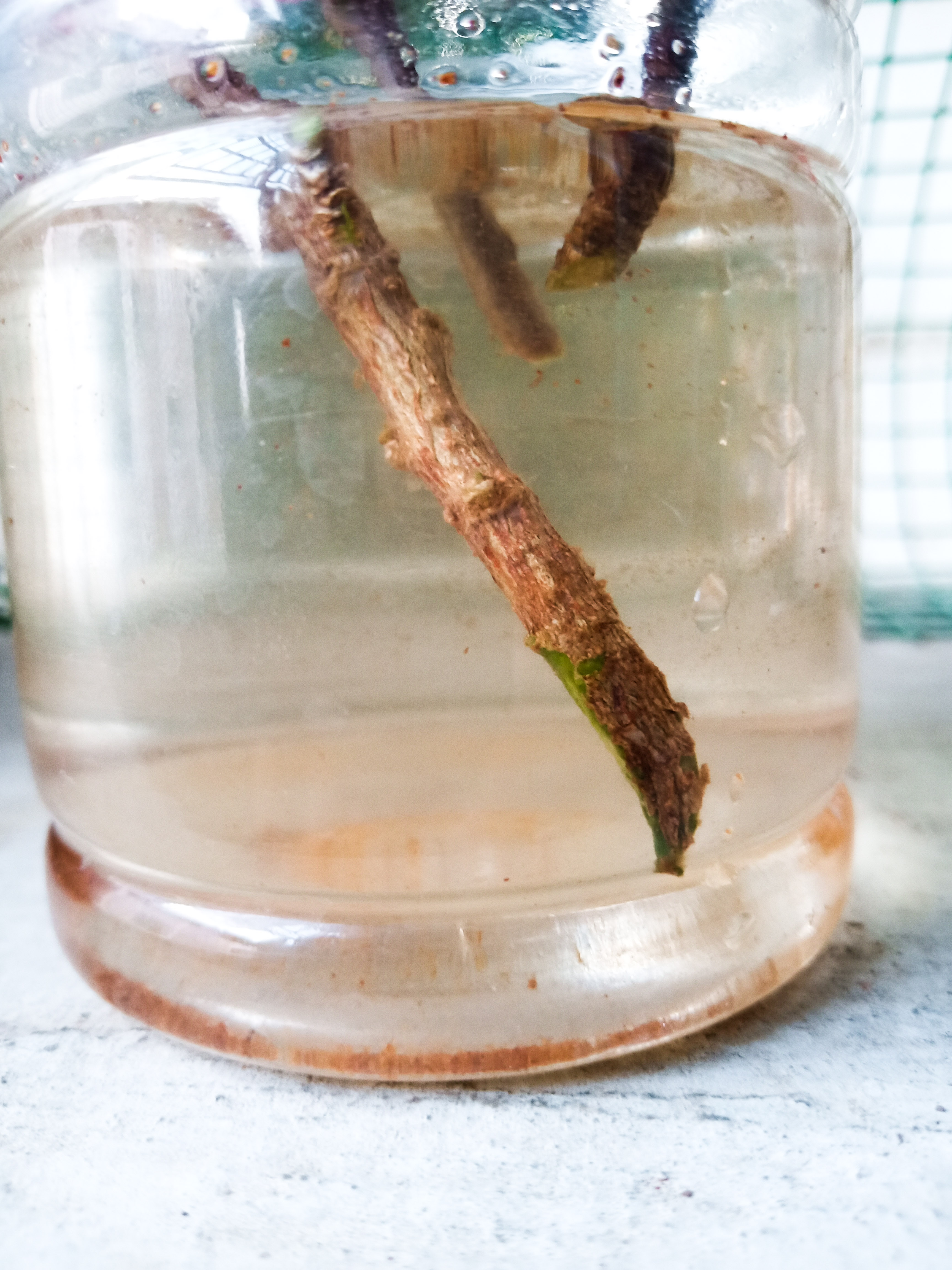 Steps to Grow Plants From Stem Cuttings : 7 Steps (with Pictures ...