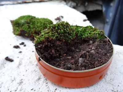 Mini Moss Garden From Backyard Materials : 4 Steps (with Pictures ...