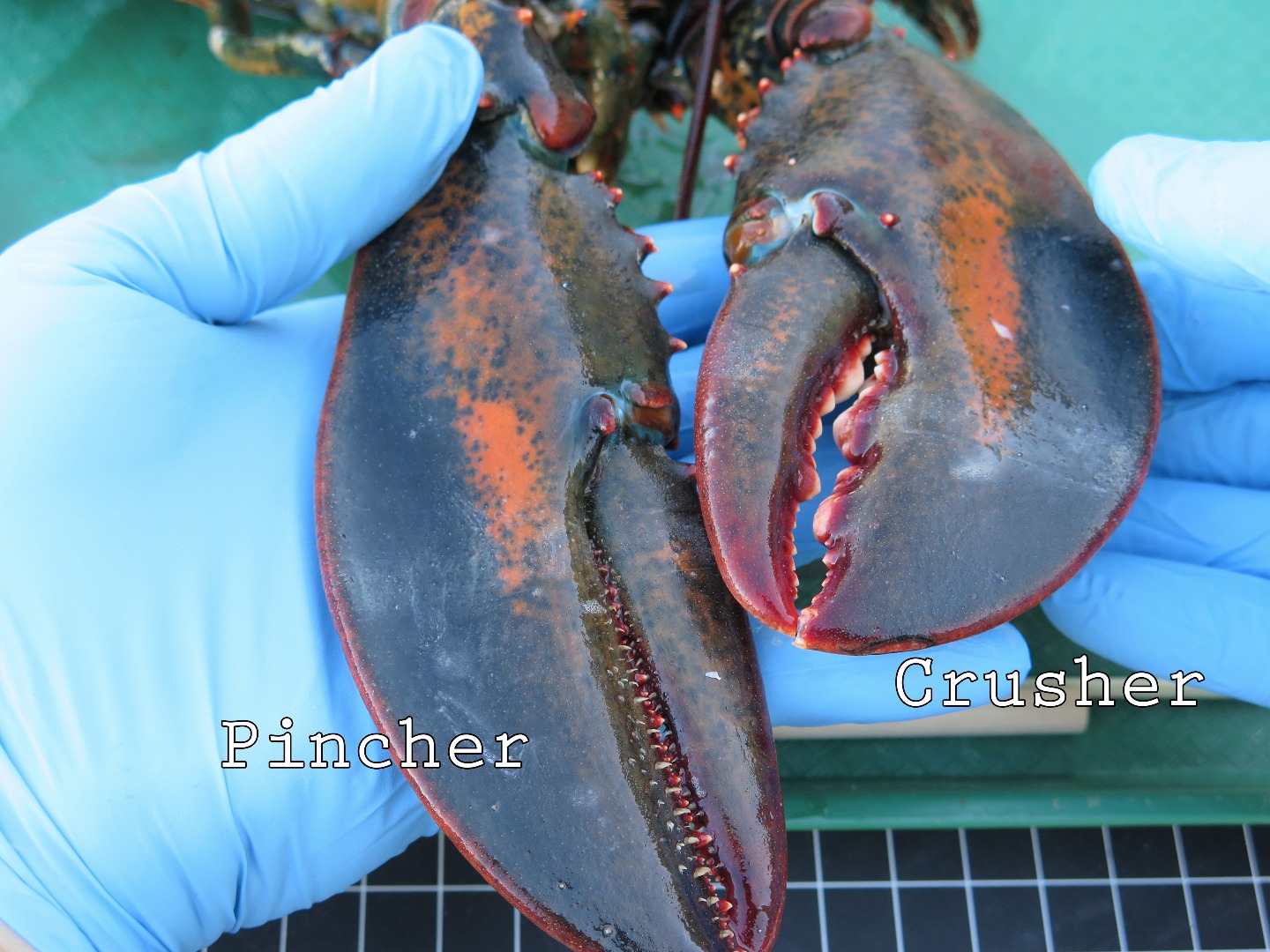 Lobster Dissection : 11 Steps - Instructables
