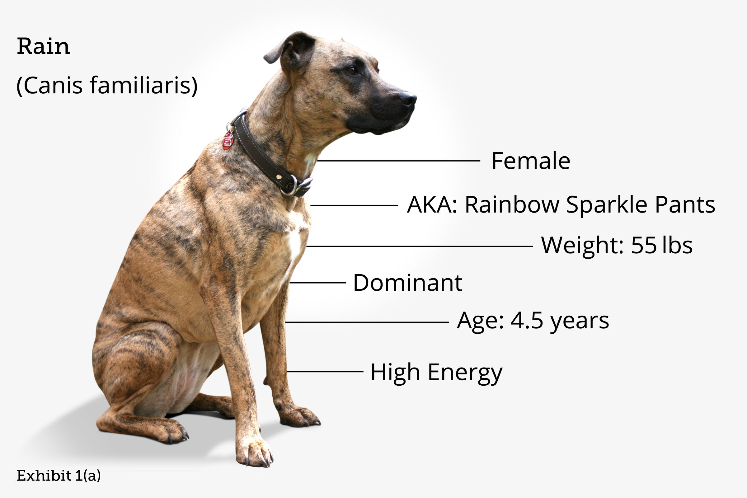 Is It Ok To Have Two Female Dogs