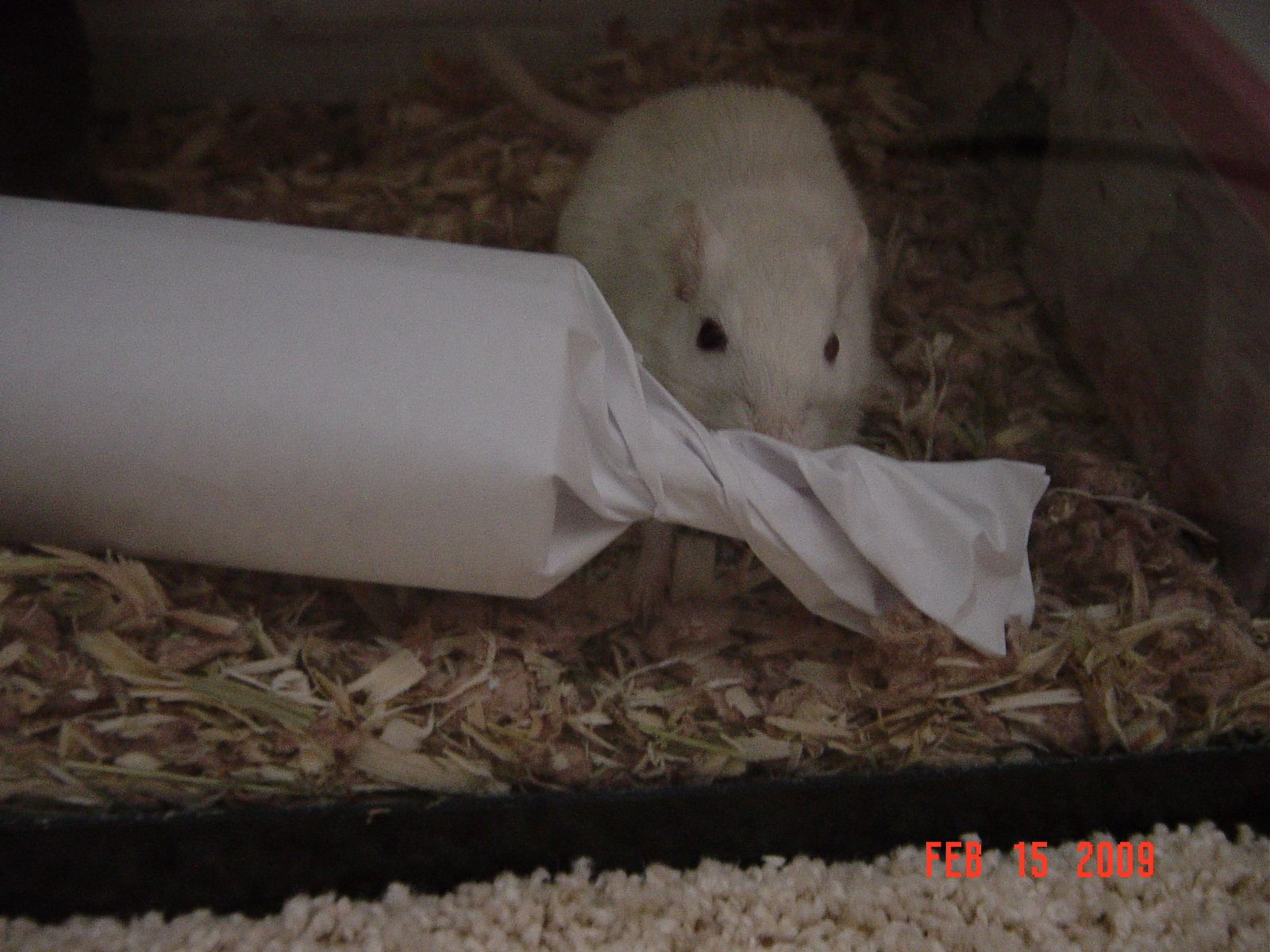 Easy to Make Gerbil Toy : 5 Steps (with Pictures) - Instructables