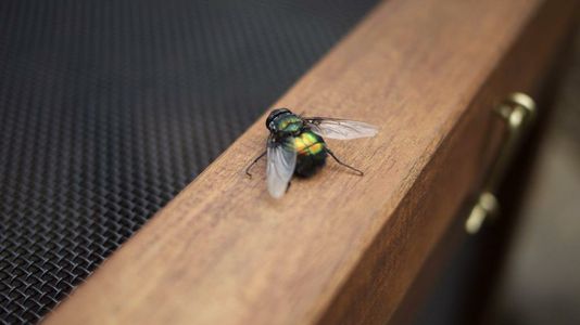 Industrial Fly Trap : 22 Steps (with Pictures) - Instructables