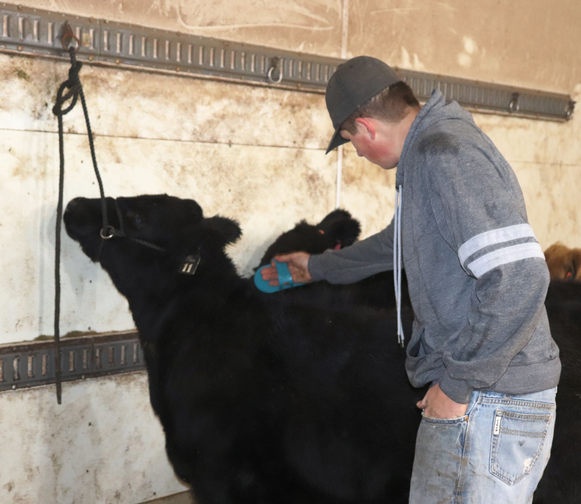 How to Halter Break a Calf : 5 Steps - Instructables