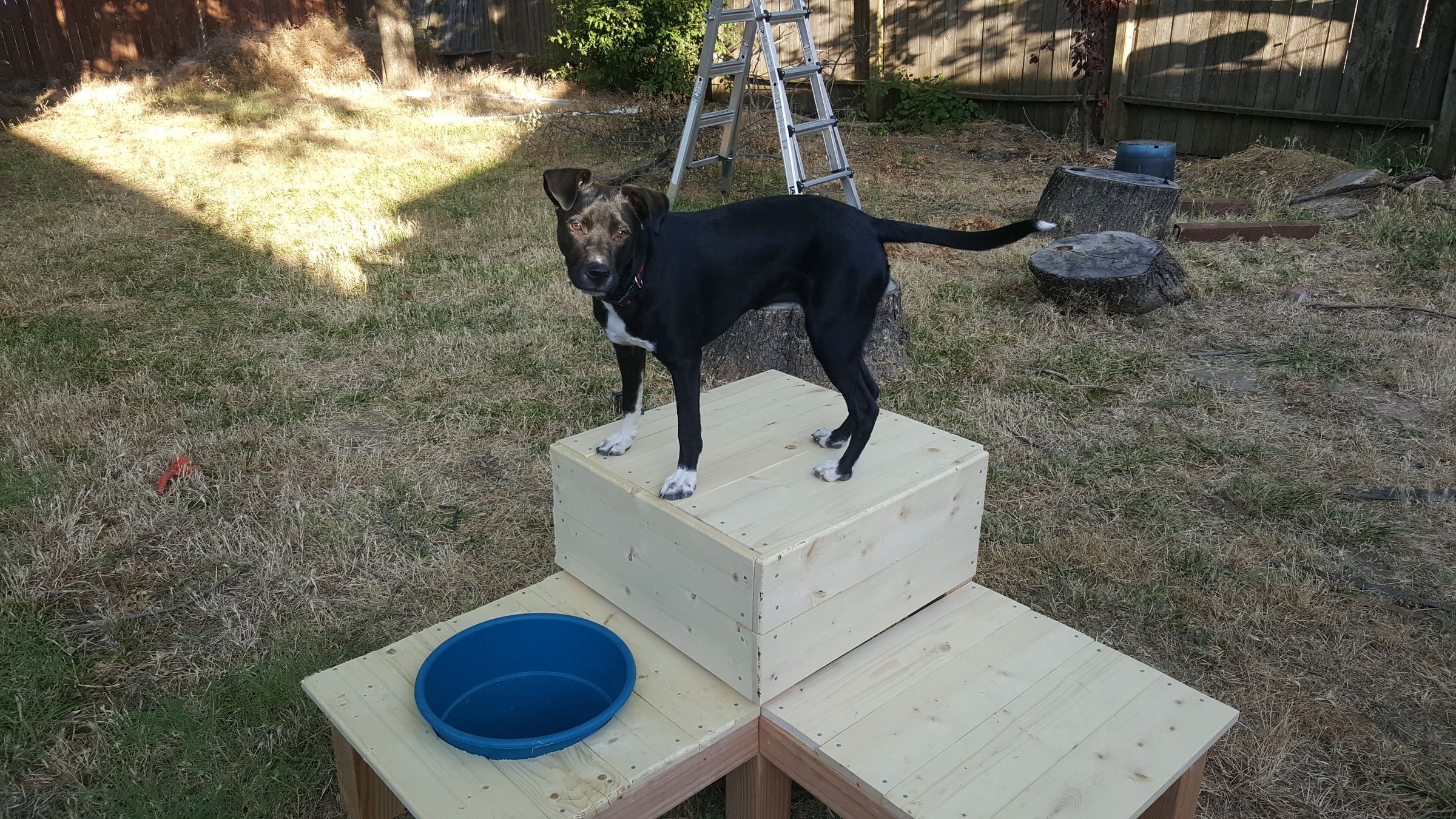 Outdoor Dog Platform With Water Fountain : 3 Steps (with Pictures ...