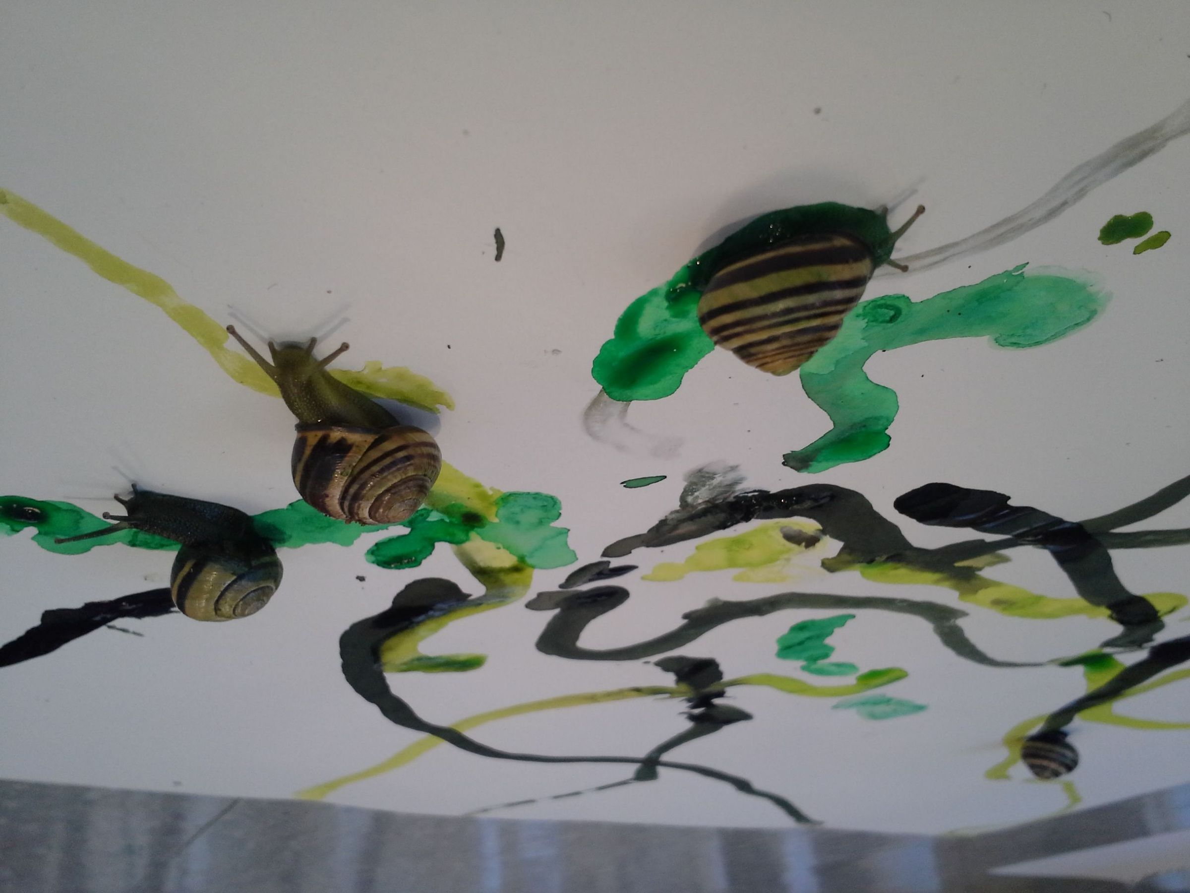 Snail Art: Making Art With Snails : 8 Steps (with Pictures) - Instructables