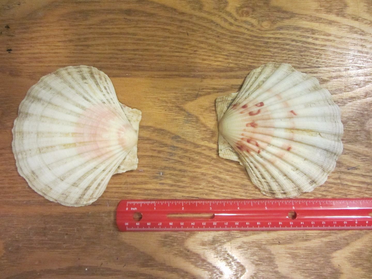 DIY Mermaid Shell Bra : 5 Steps (with Pictures) - Instructables