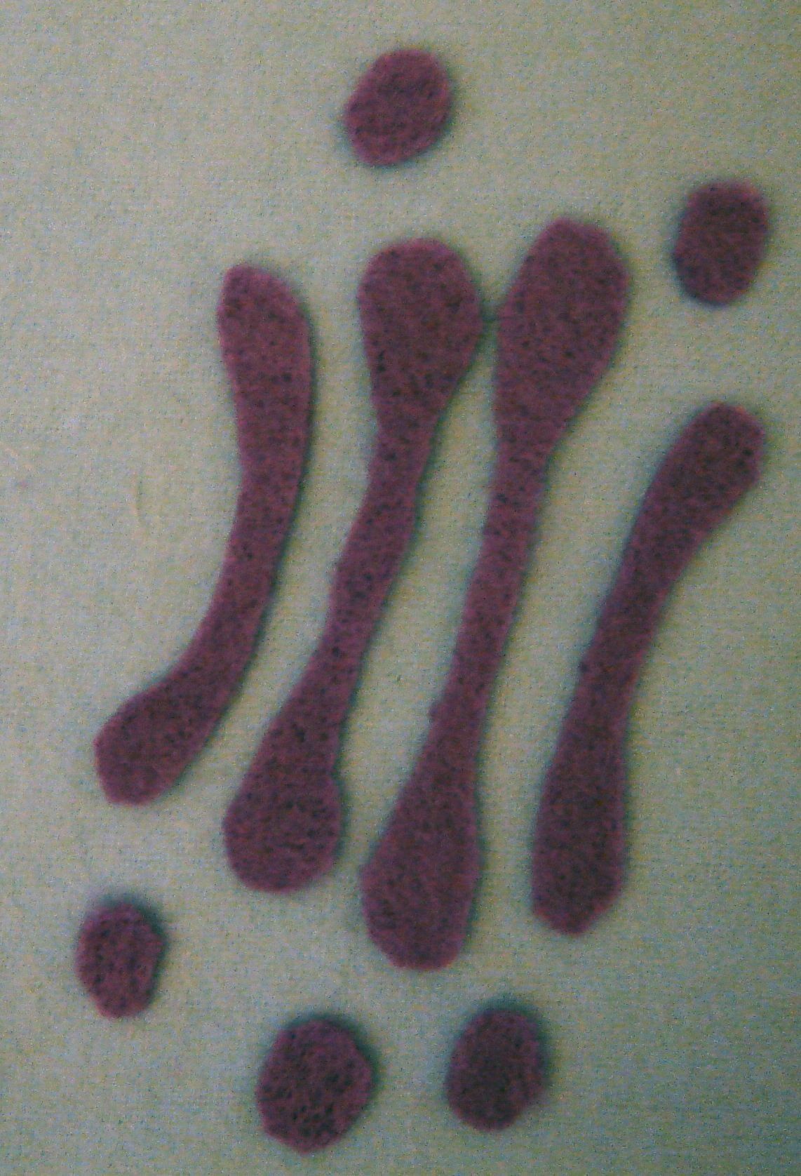 Plush Cell Model : 13 Steps (with Pictures) - Instructables