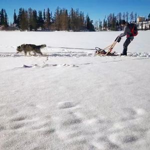 Homemade Dogsled (kicksled) : 8 Steps (with Pictures) - Instructables