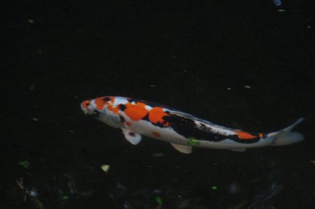 The Ultimate Koi Pond : 15 Steps (with Pictures) - Instructables