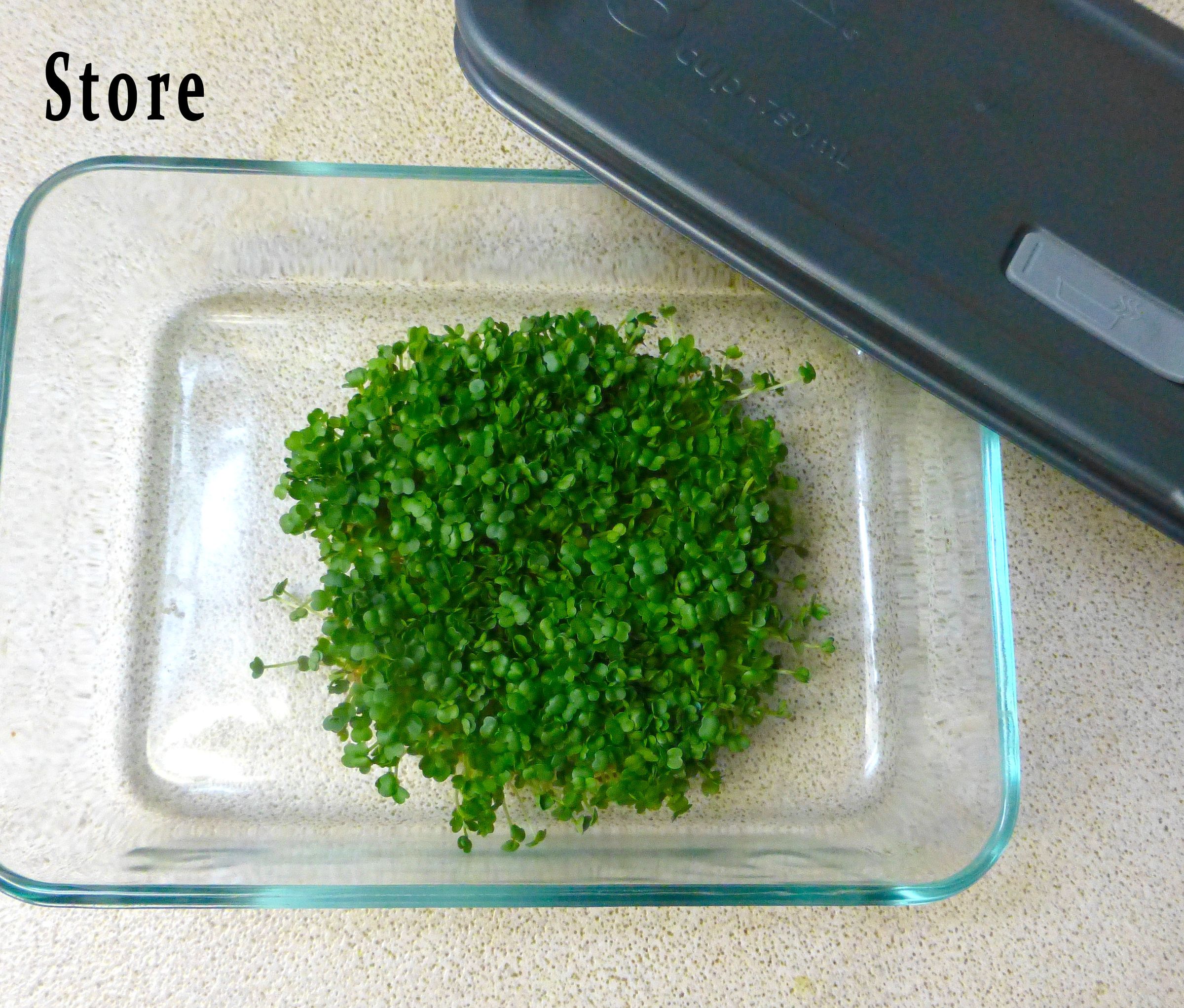 Sprouting Chia and Other Small Seeds (with Pictures) - Instructables