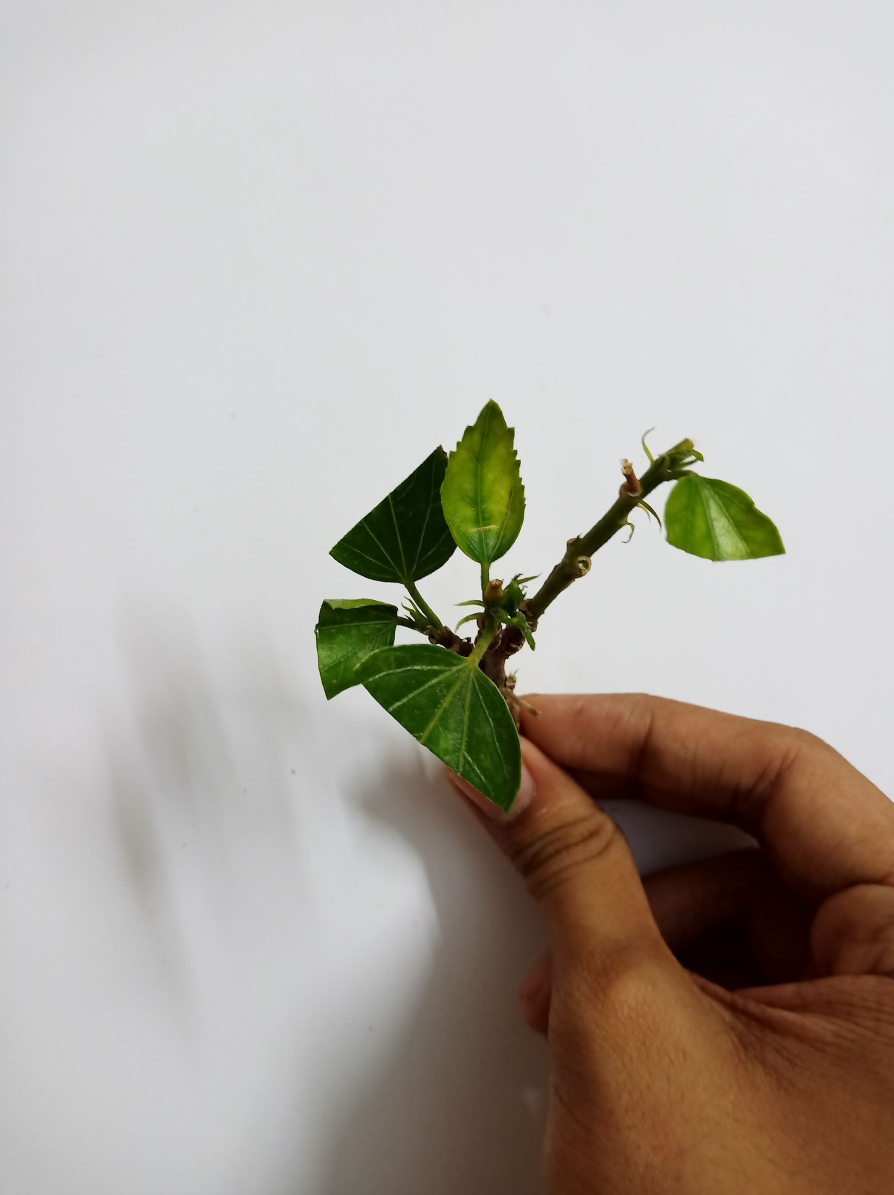 Steps to Grow Plants From Stem Cuttings : 7 Steps (with Pictures ...