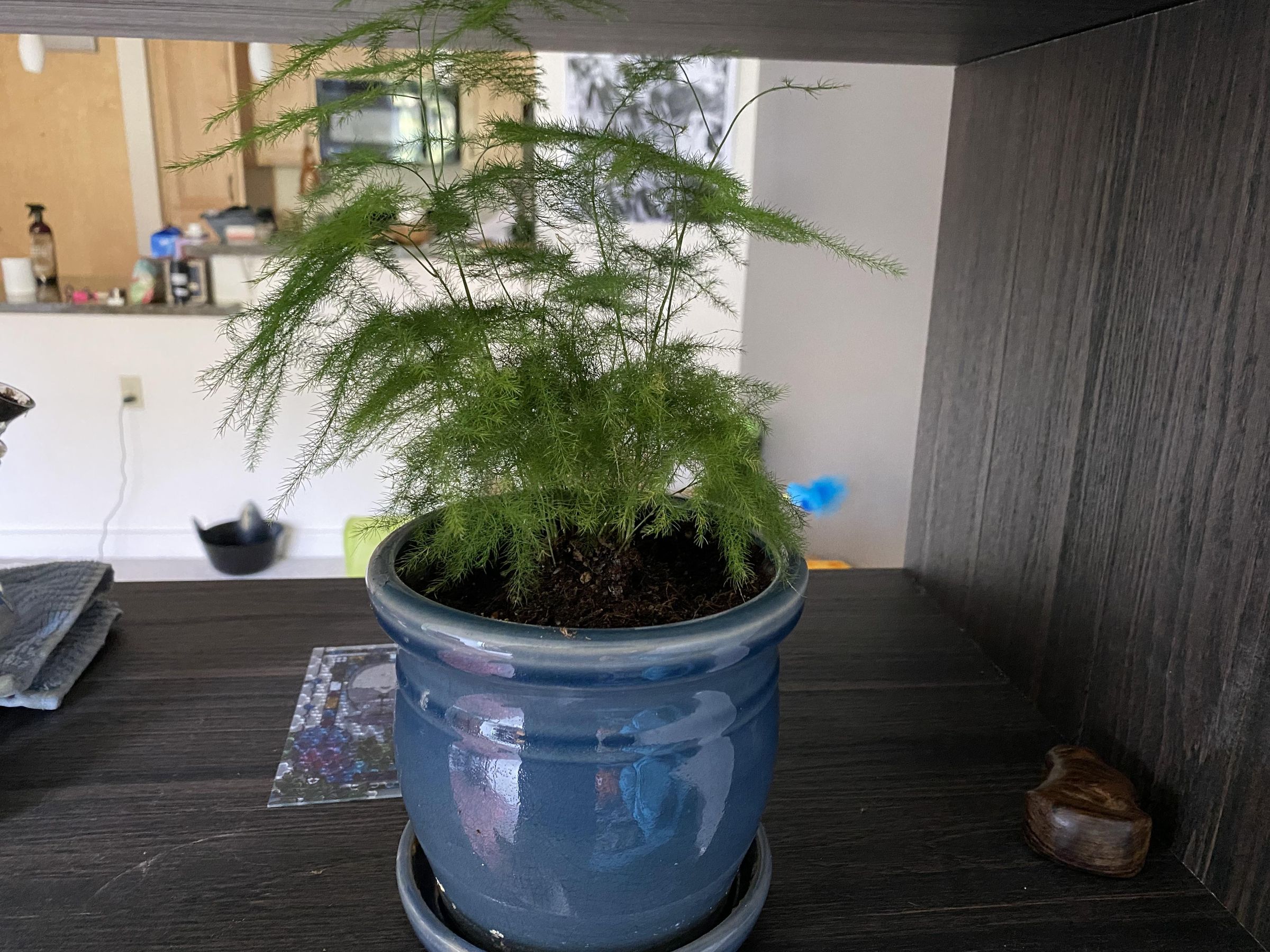 How to Build a Paludarium : 7 Steps (with Pictures) - Instructables