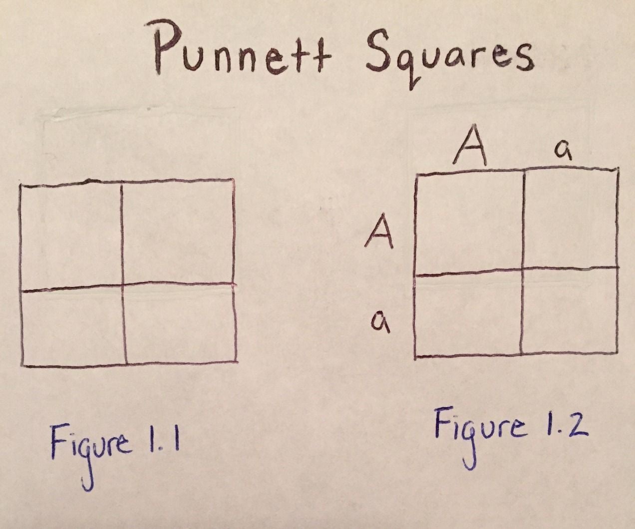 Using Punnett Squares to Calculate Phenotypic Probabilities : 6 Steps ...