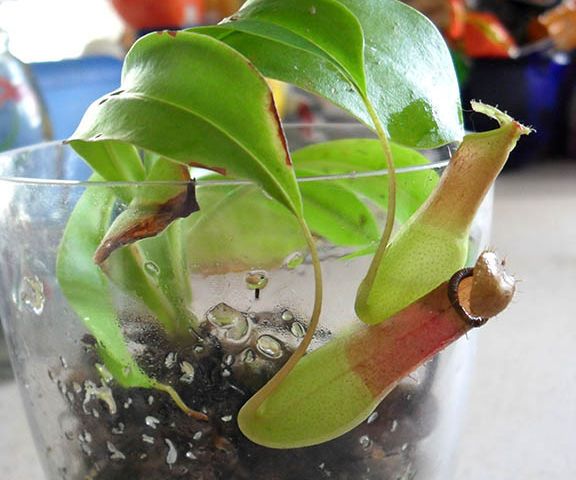 Art Objects Handmade Clay Flowers Mini Pitcher Plant Green Cute ...