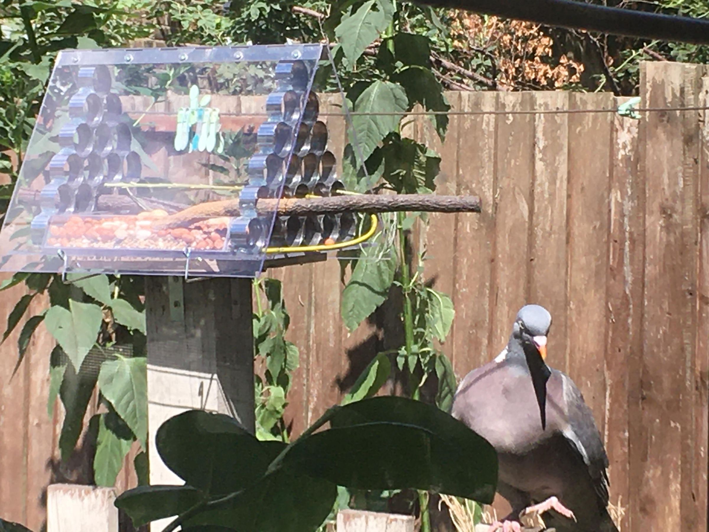 Squirrel Proof Bird Feeder Challenge : 43 Steps (with Pictures ...