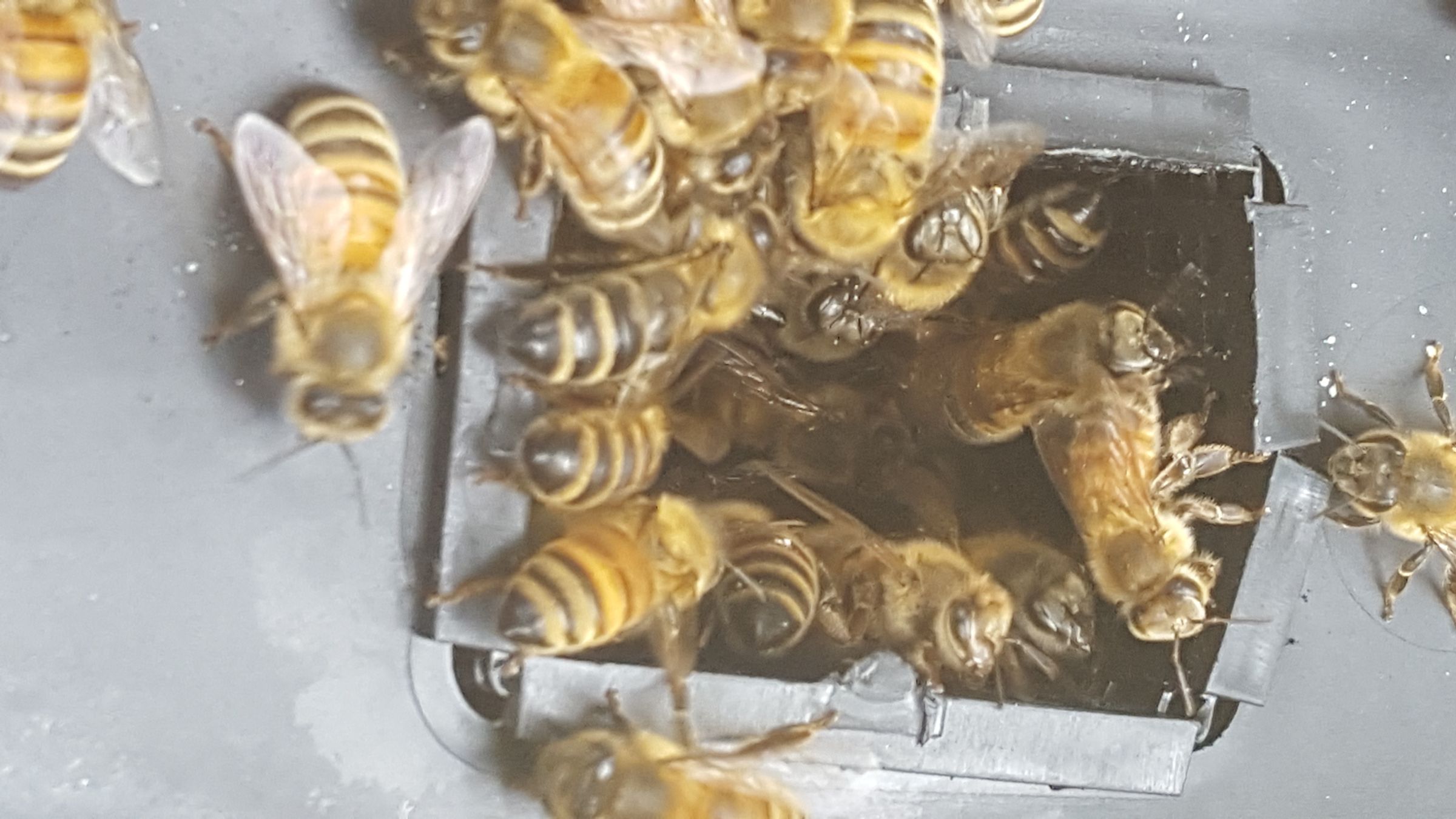 Honey Bee Syrup (with Pictures) - Instructables