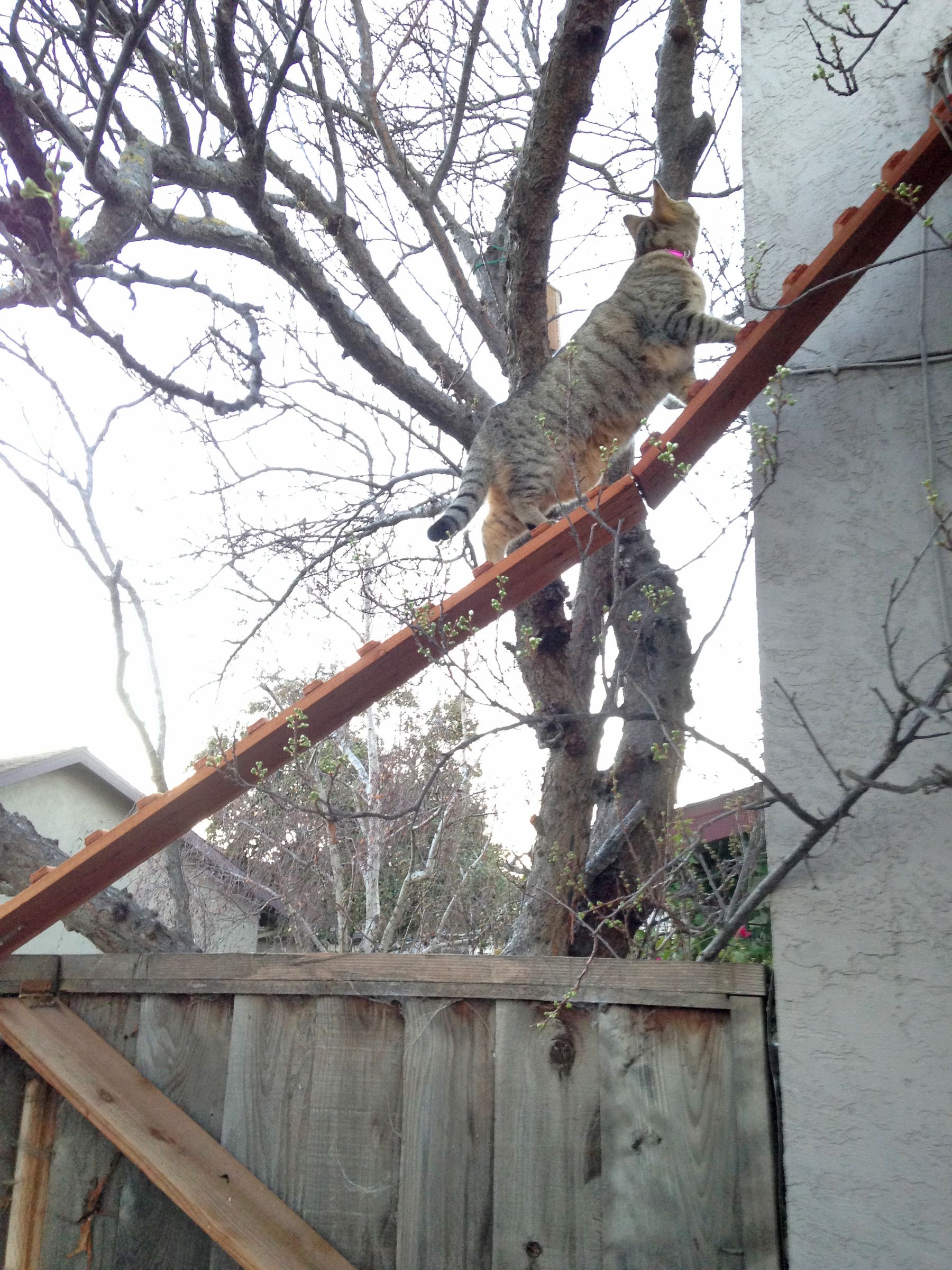 Cat Ramp Ladder Thingy : 5 Steps (with Pictures) - Instructables