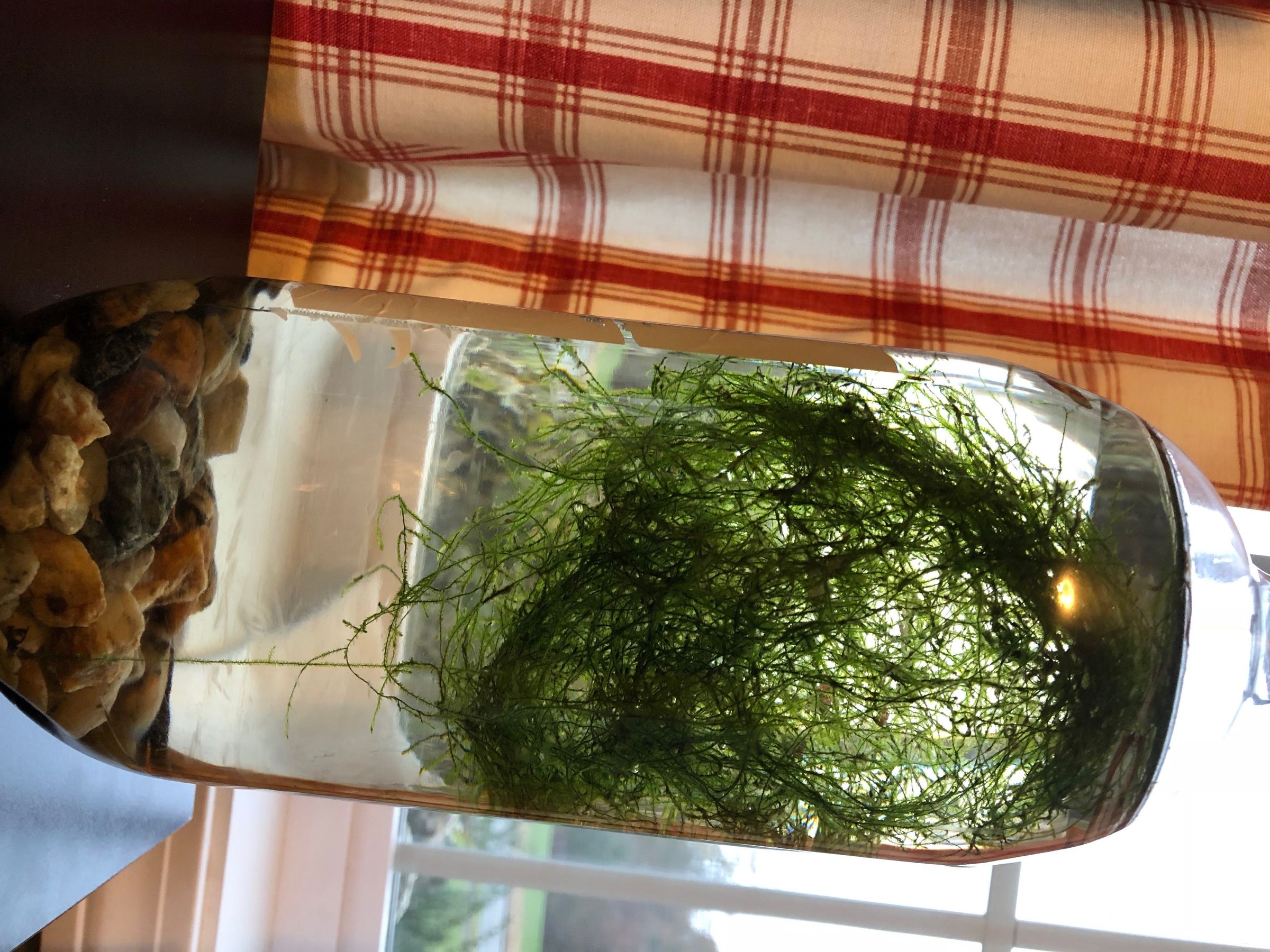 A Closed Ecosystem : 9 Steps - Instructables