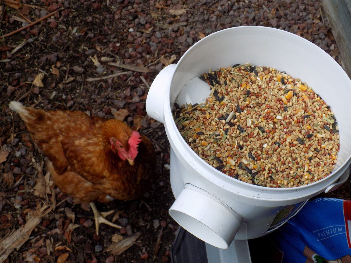 Super Simple Chicken Feeder : 5 Steps (with Pictures) - Instructables