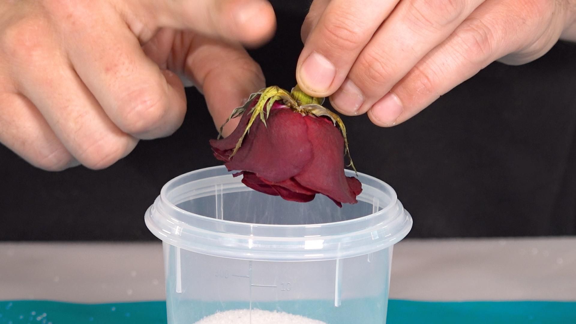 How to Cast Flowers in Epoxy Resin - DIY Resin Rose Paperweight! : 8 ...