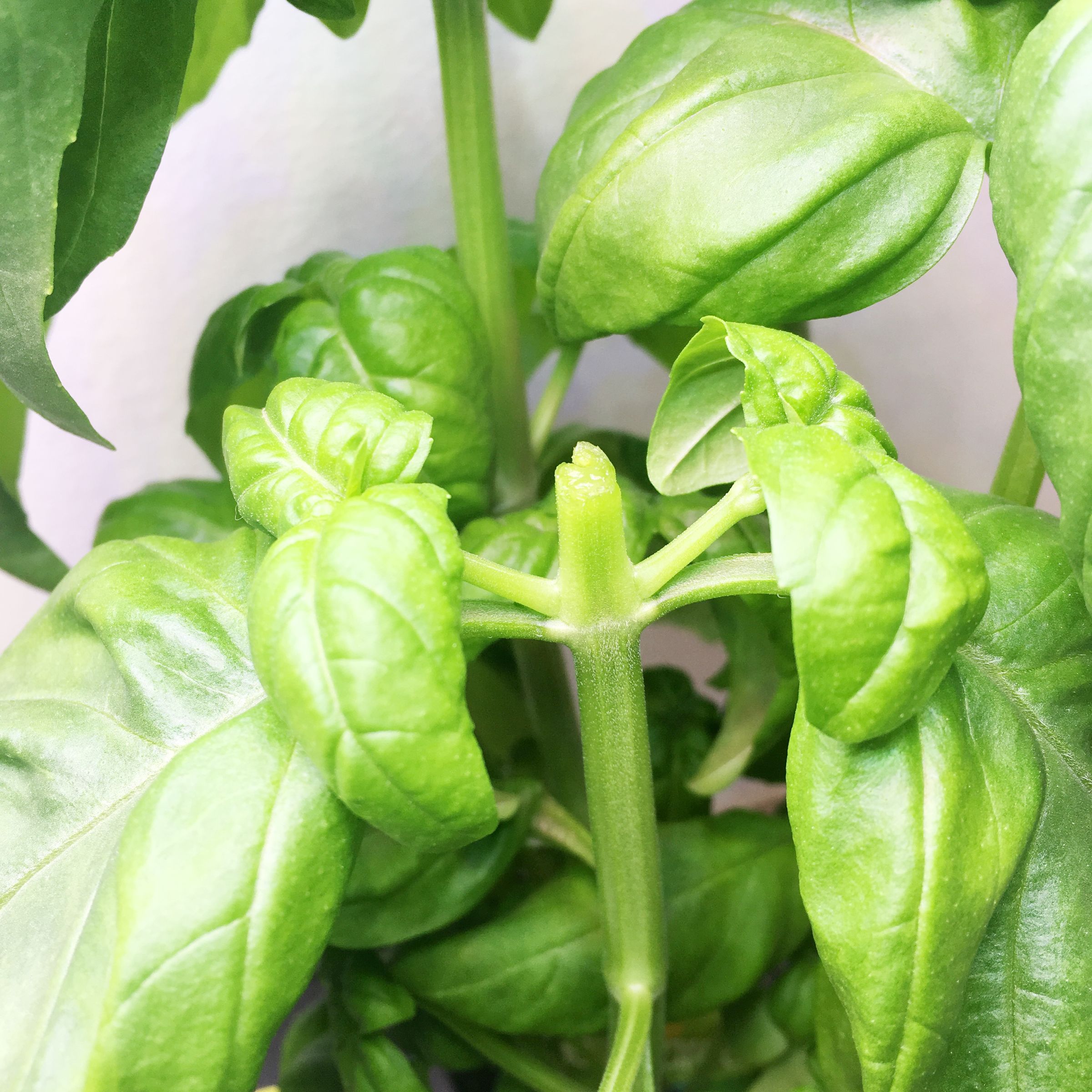 Harvesting Basil : 5 Steps (with Pictures) - Instructables