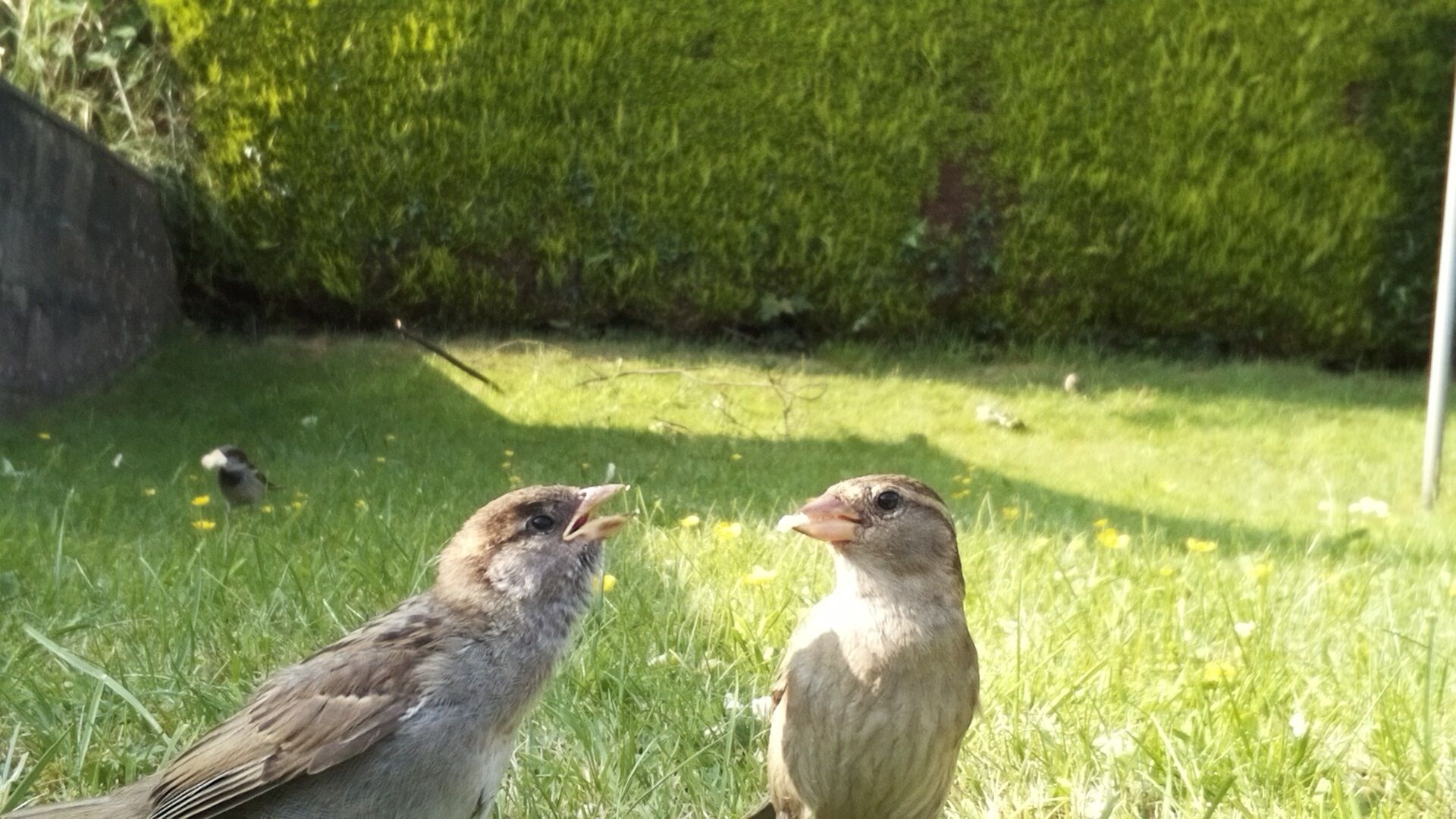 Simple Raspberry Pi Camera Trap Made From a Food Container : 6 Steps ...