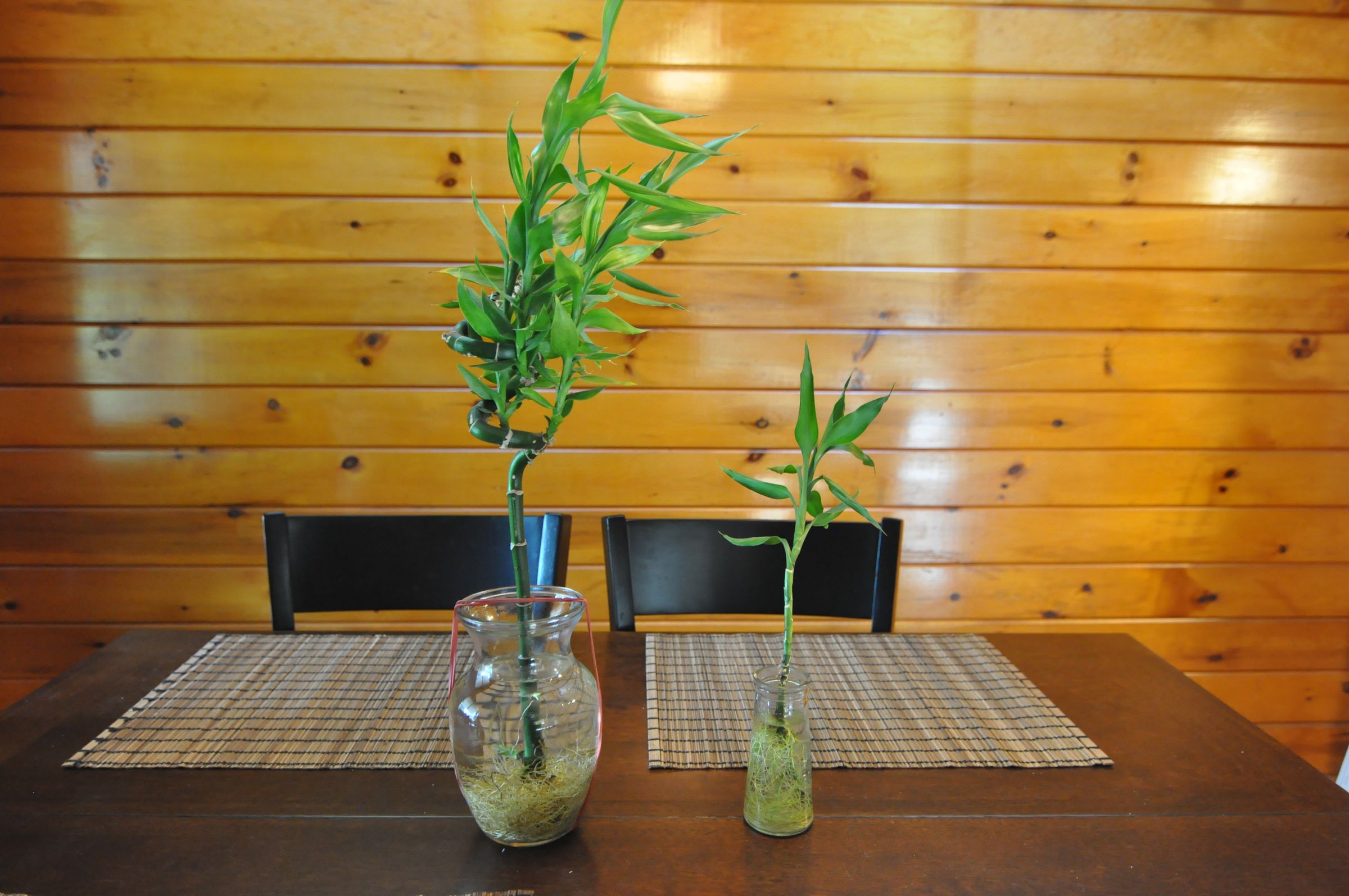 Cloning Your Bamboo : 7 Steps (with Pictures) - Instructables
