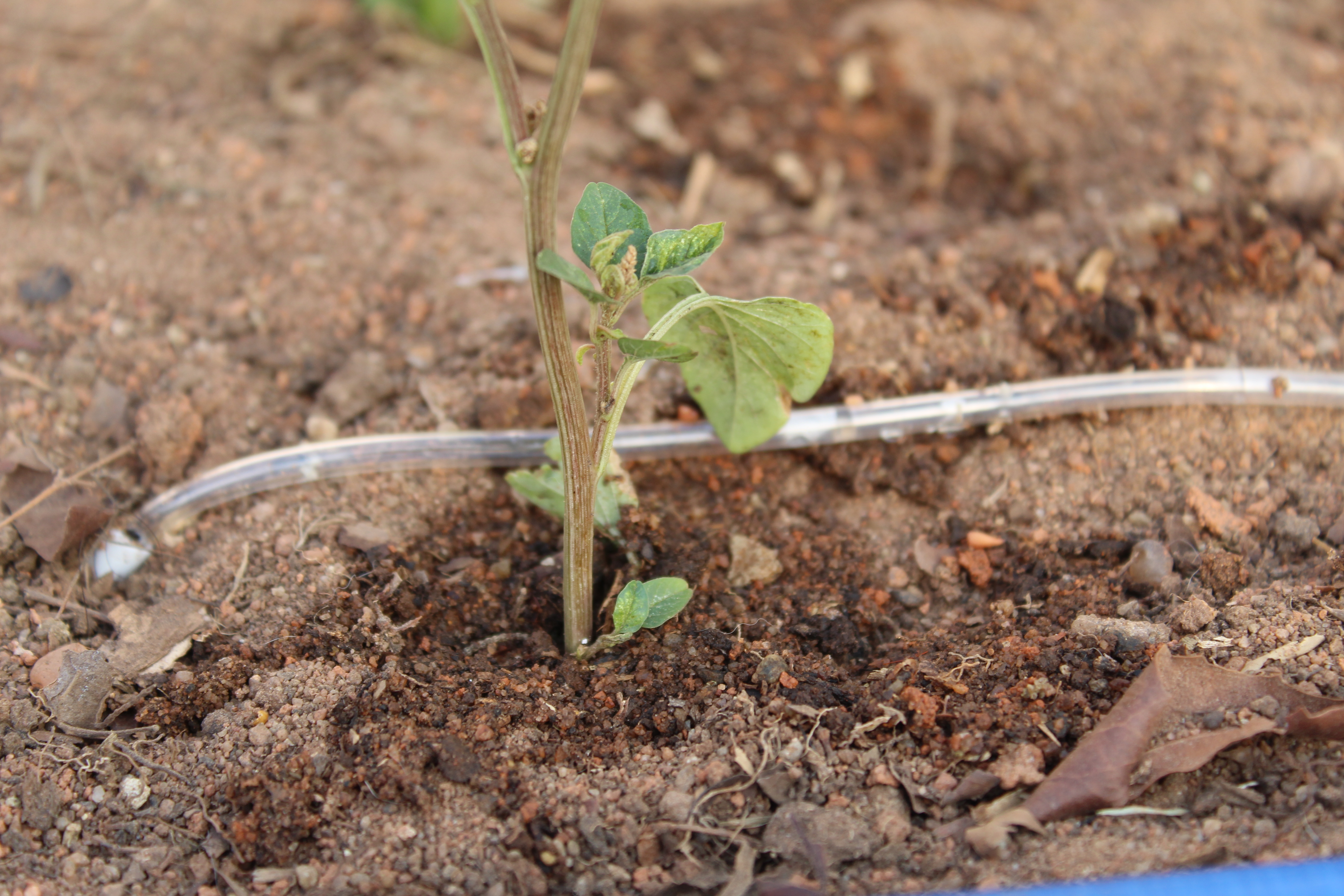 Raspberry Pi Powered IOT Garden : 18 Steps (with Pictures) - Instructables